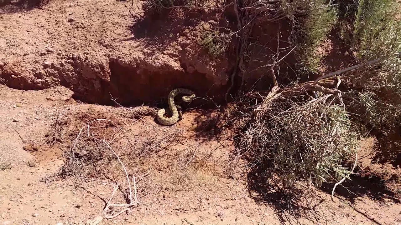 Rattlesnake in AZ after jackrabbit hunting - YouTube