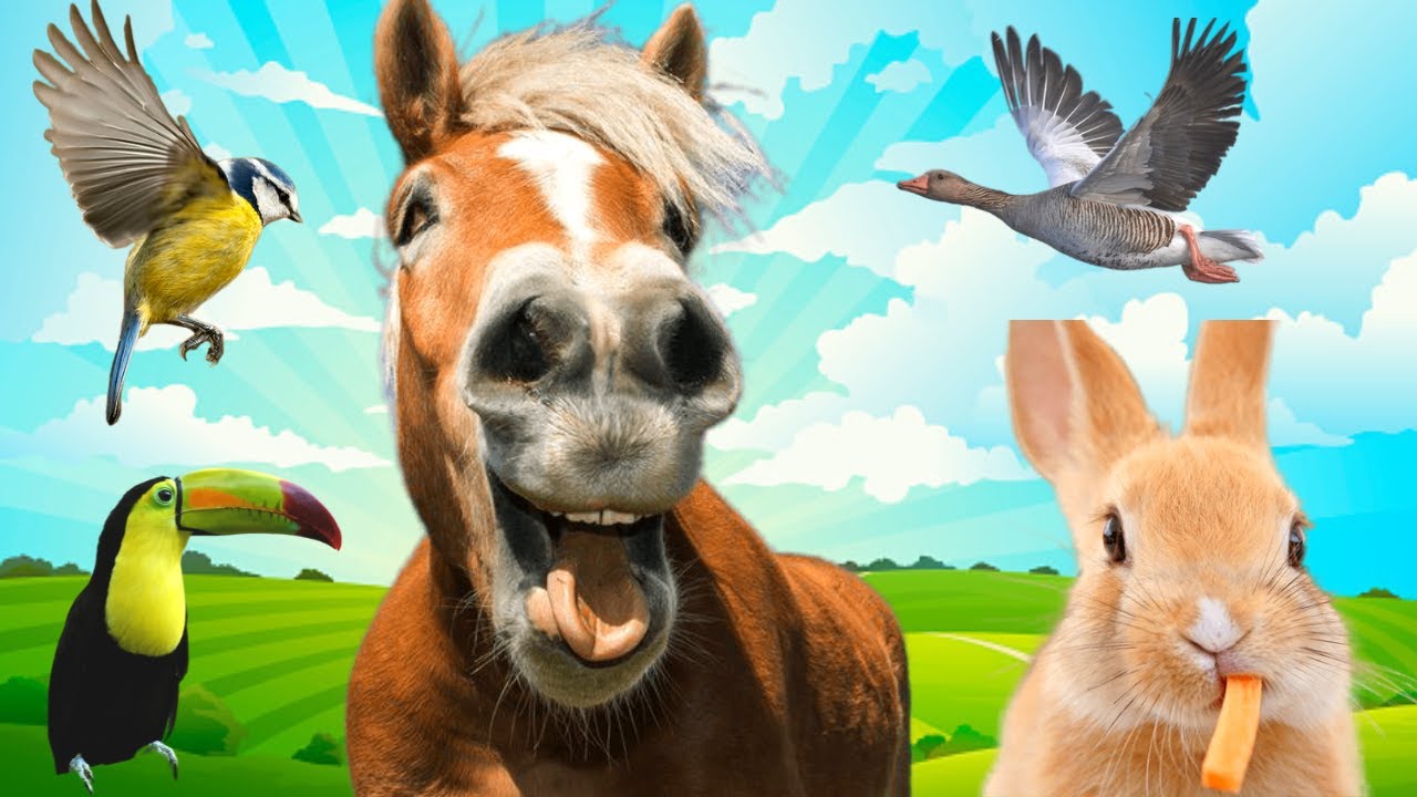 ANIMAL SOUNDS WITH MUSIC: sheep’s family, lion, frog, fish, antelope ...