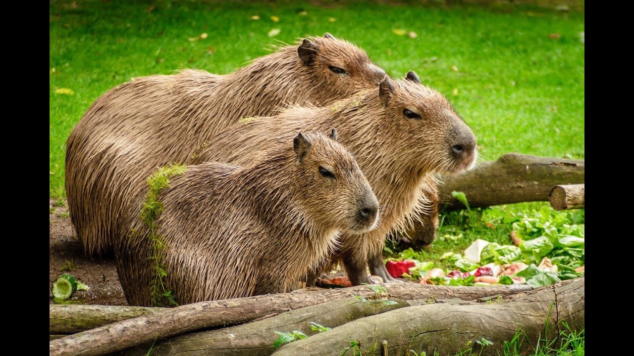 top sinco satisfying videos - YouTube