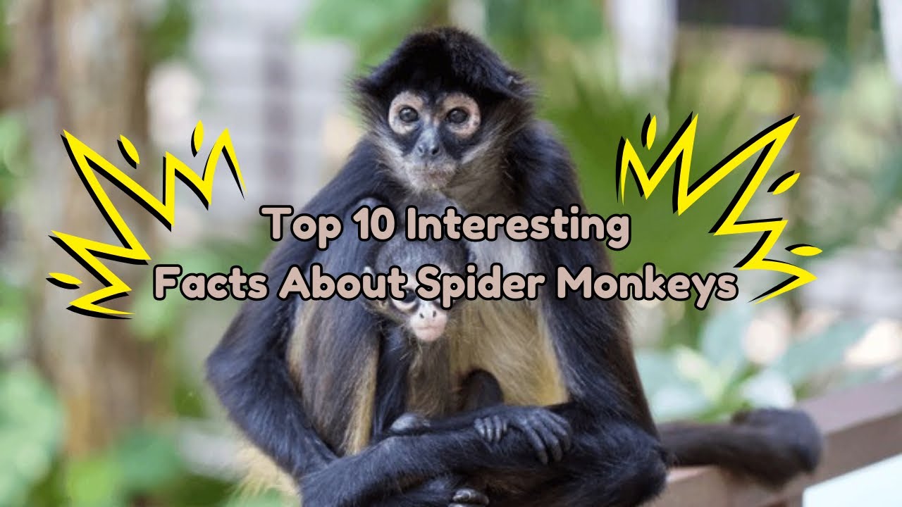 10 Fascinating Facts About Spider Monkeys | Nature's Acrobats of the ...