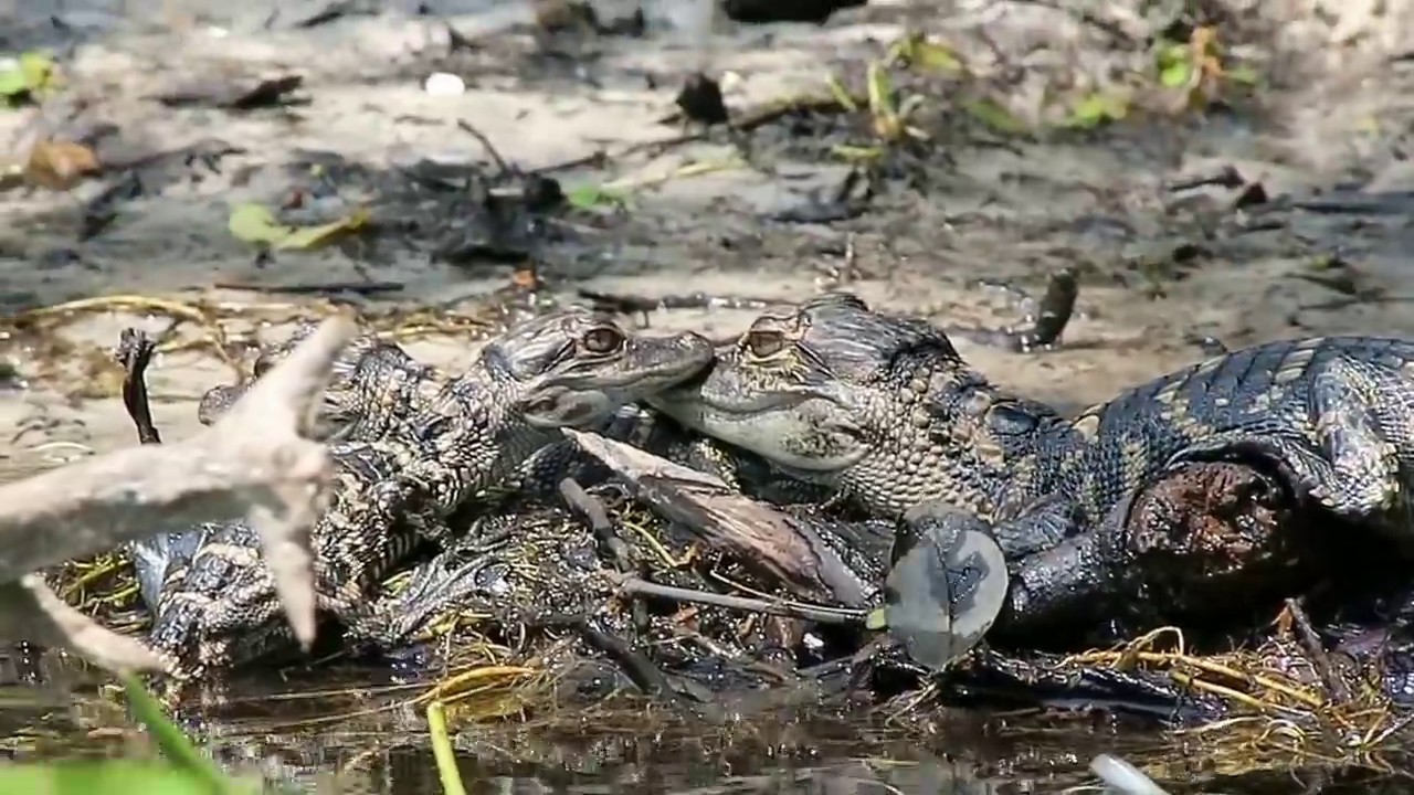 Baby alligators and a glimpse of mama - YouTube