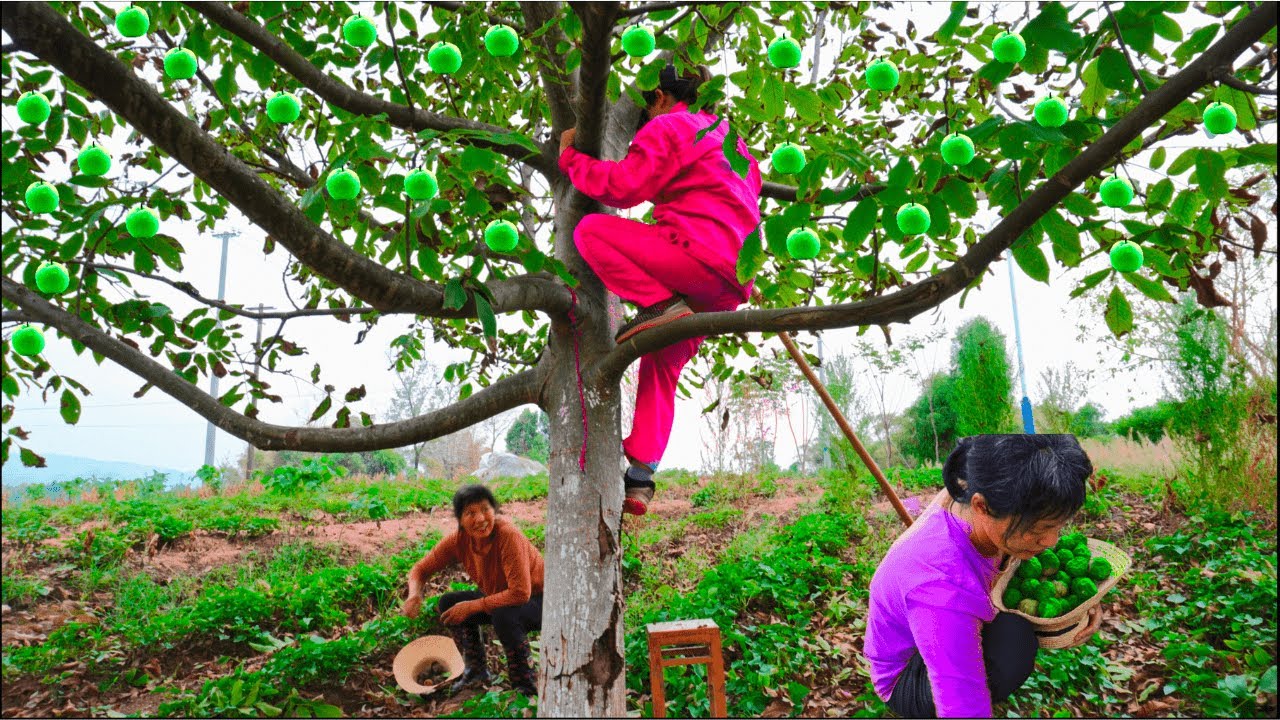 HARVEST WALNUT: forgotten village still living the way they have for ...