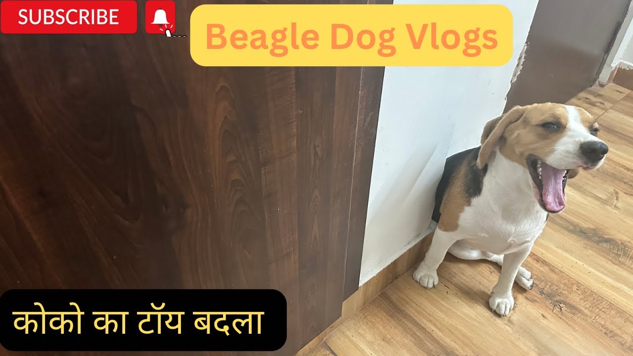 Beagle Dog Vlogs | कोको का टॉय बदला | Dog Lovers | - YouTube