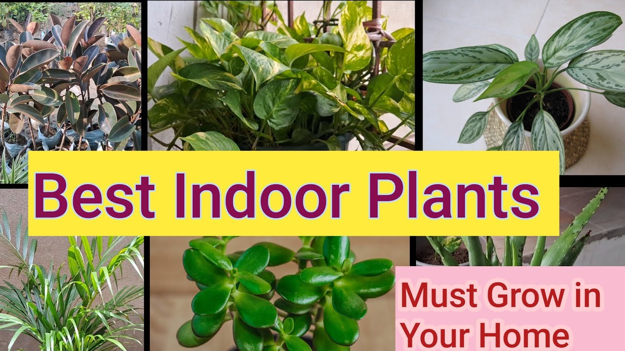 Top 10 Best Indoor Plants || Best Indoor Plants India | Houseplant ...
