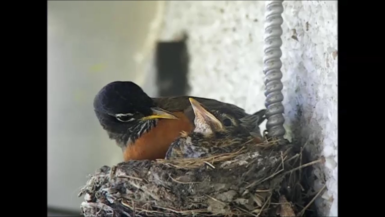 Baby Robin Growing - Day 15 of 18 - YouTube