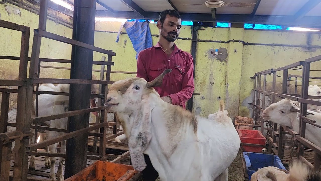 Big Goats And Heavy Sheep Of SM Goat Farm Mumbra. - YouTube