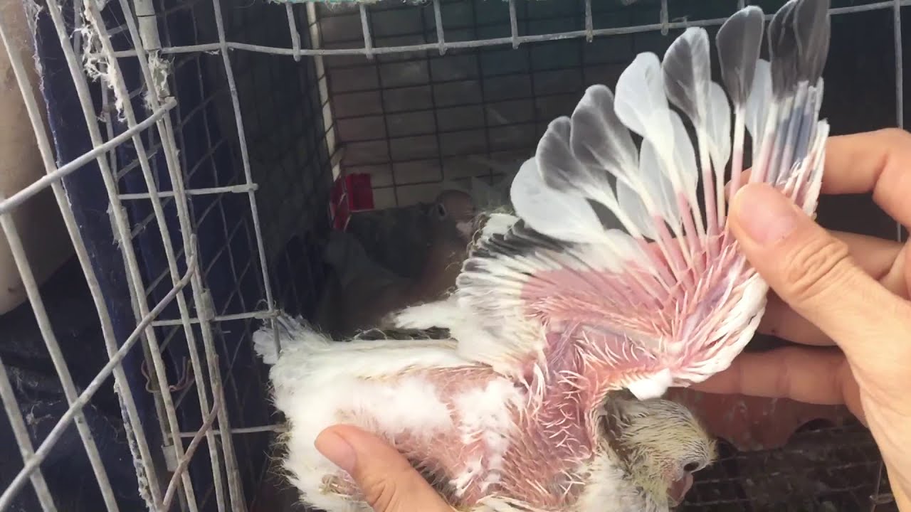 2020 UPDATE BABY PIGEON 2 WEEKS OLD - YouTube