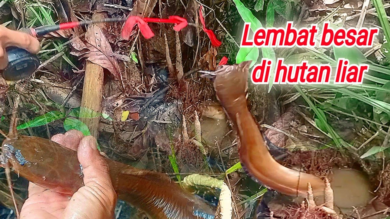 UNIQUE FISHING _ Mancing Ikan Lembat Besar Di Hutan Liar - YouTube