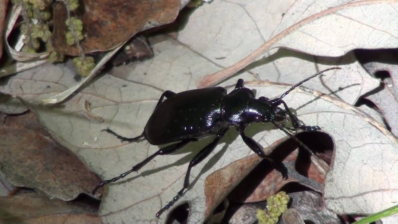 Fiery Hunter (Carabidae: Callisthenes calidus) on Leaf Litter - YouTube