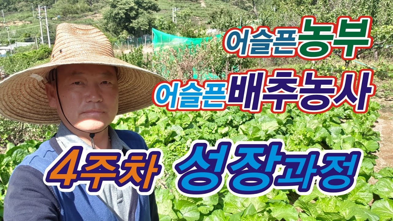 어슬픈농부 김장김치 무우 배추파종 재배 4주차 결구시기 및 성장과정 노지배추 고랭지배추 농사 텃밭 주말농장 웃거름 밑거름 추비