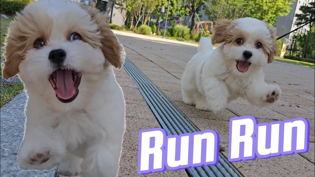 Puppy runs! Run again! #puppy #dog #cute #funny #pets - YouTube