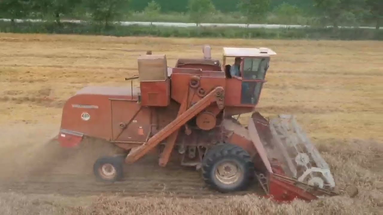 International Harvester 403, 2021 wheat harvest - YouTube