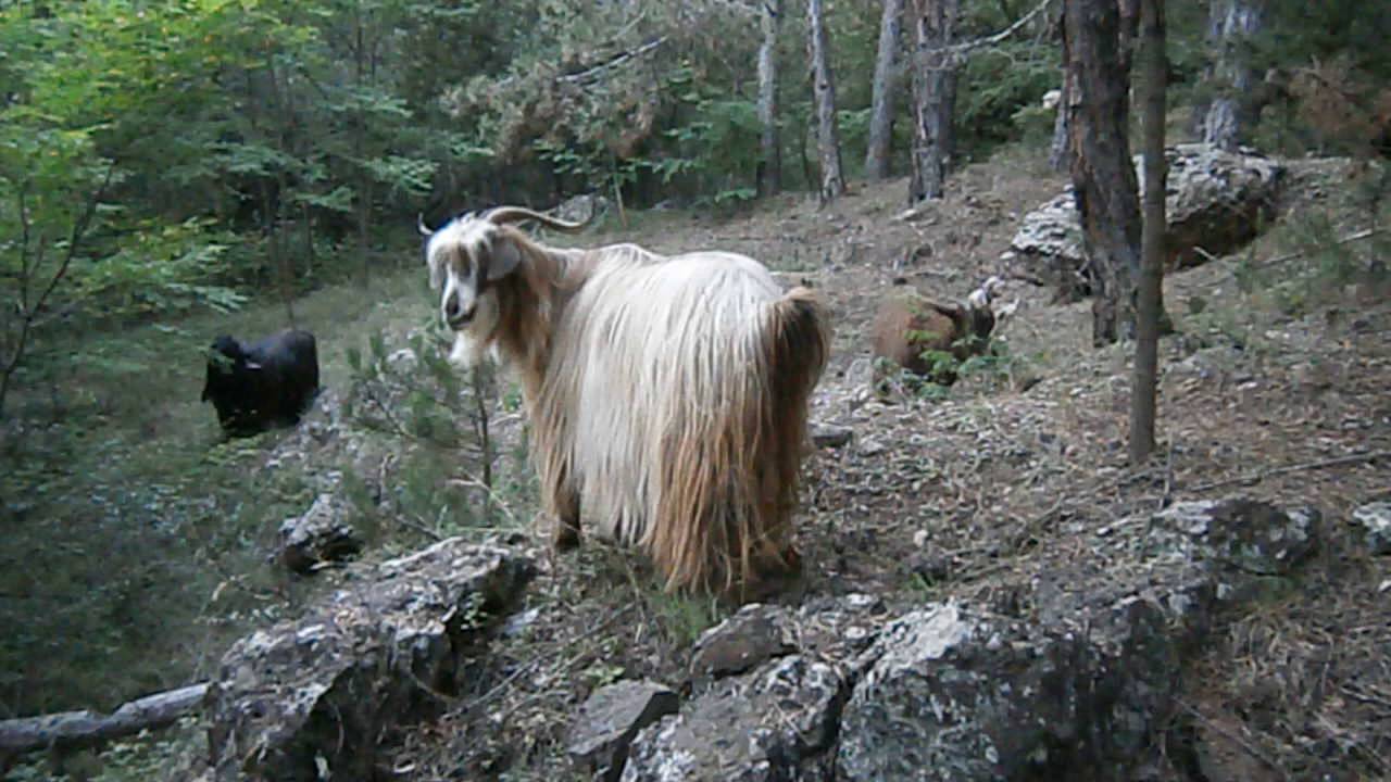 Kalofer goat female - YouTube