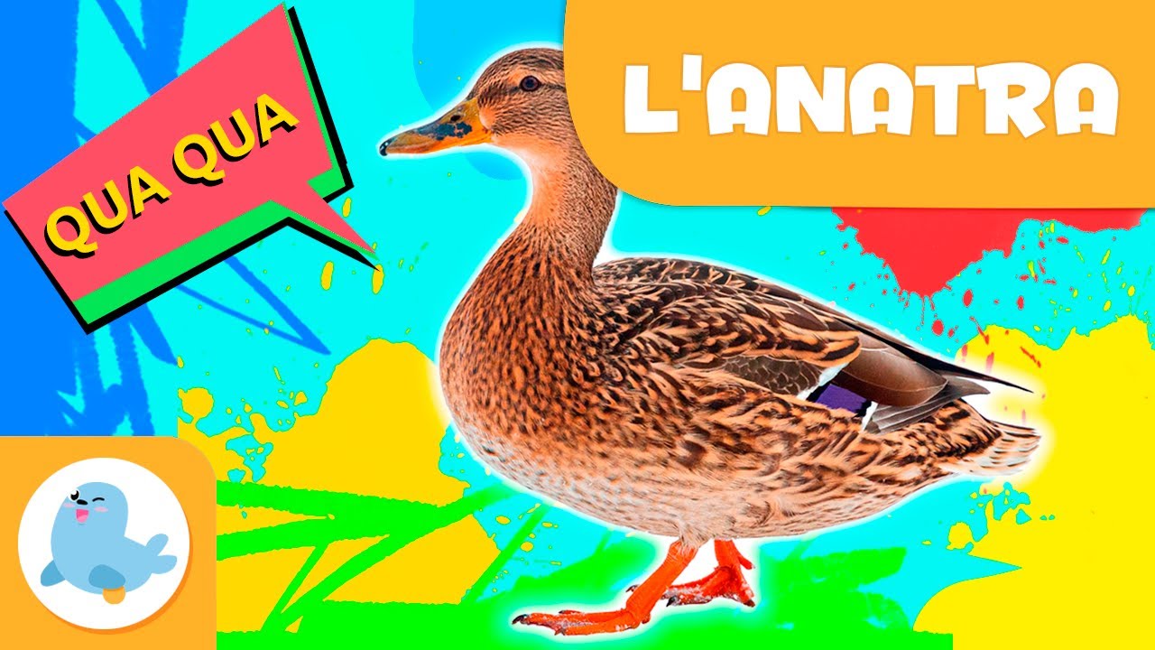 L'ANATRA 🦆 Animali per bambini 🏞️ Episodio 13 - YouTube