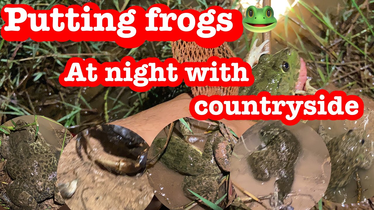 Putting frogs 🐸 at night with countryside|how to catching frogs at ...