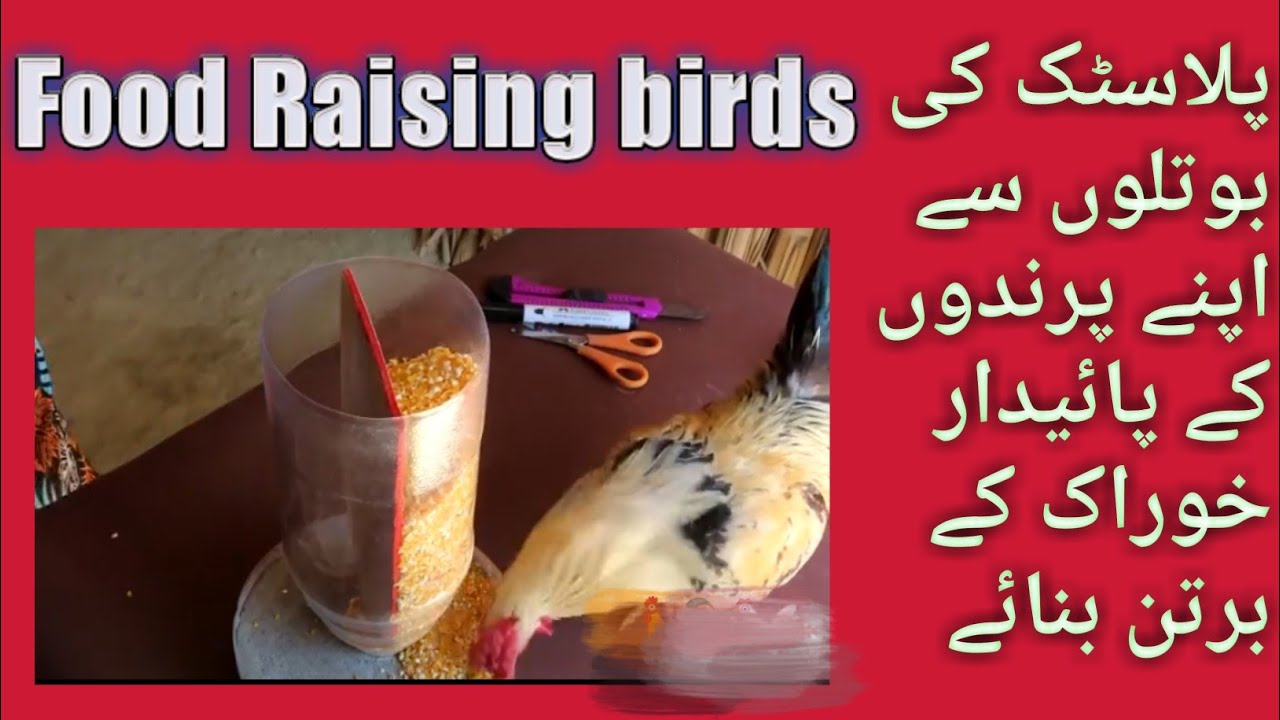 Who to make feed pot| Feed raising birds| feed pots |Feeding pot for ...