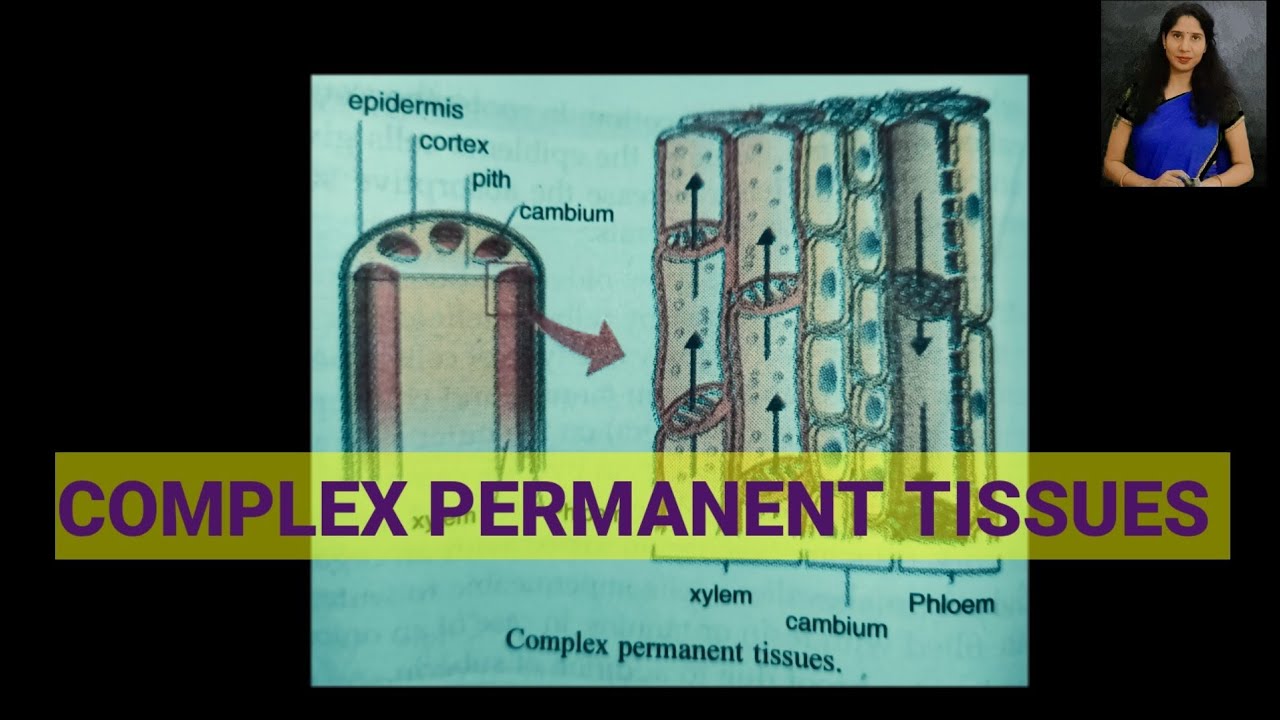 Complex permanent tissues ll Xylem and phloem - YouTube
