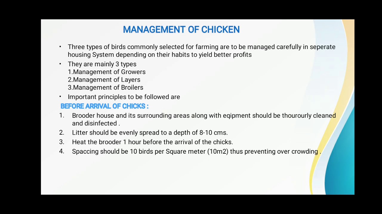 Management of chicks - YouTube