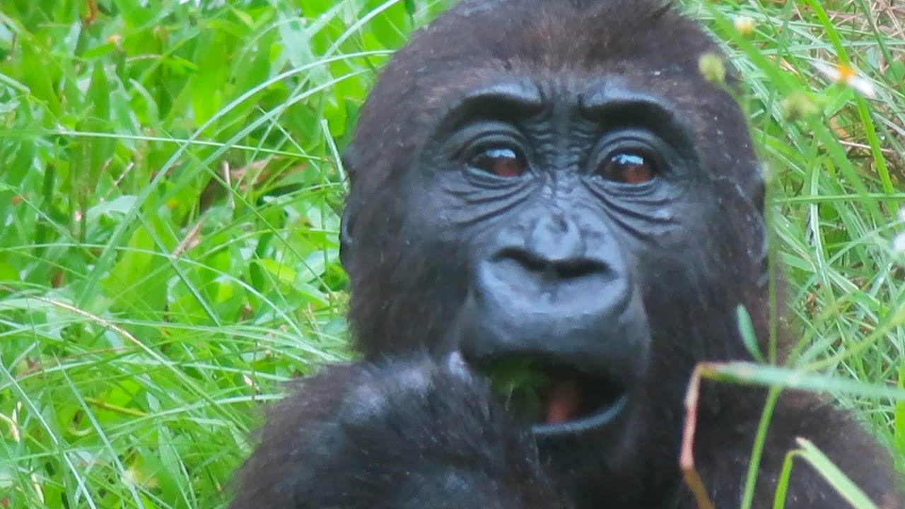 🔉原音版Original Sound🔉Little gorilla Ringo eating🦍👶🏻小金剛Ringo超可愛高清享食 - YouTube