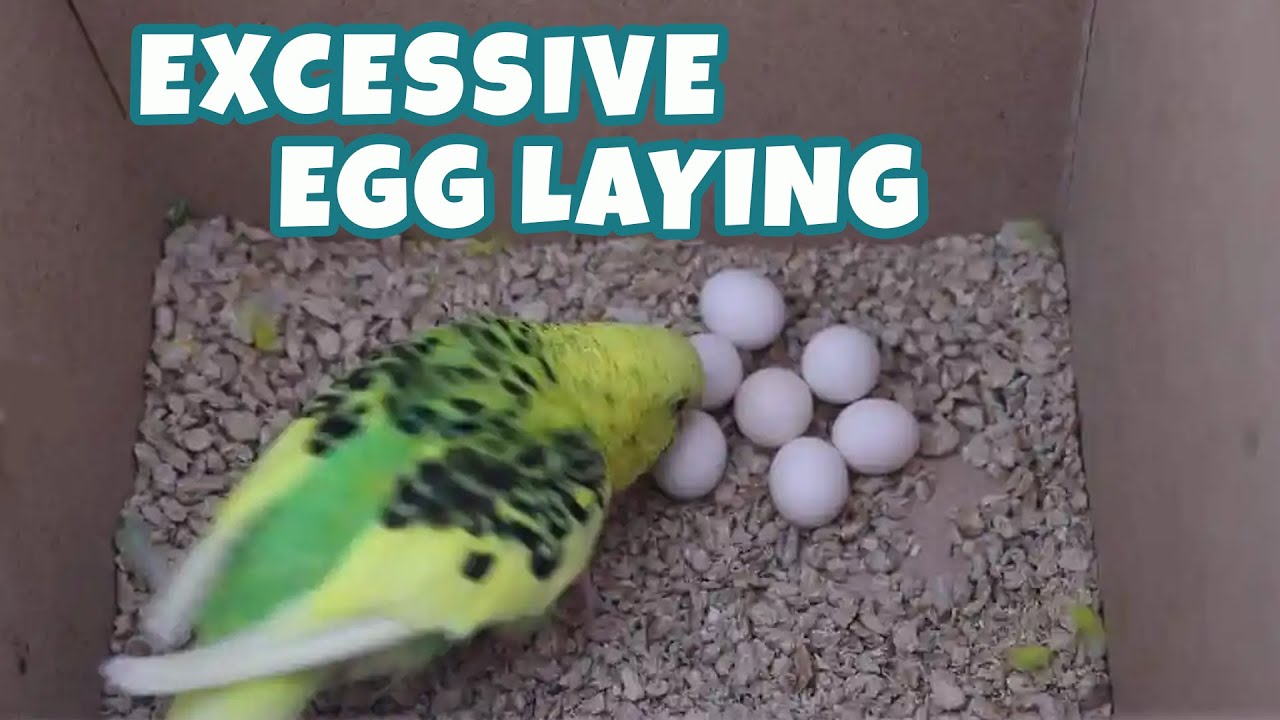 Budgie Growth Stages | Day 104 of Babies Time lapse🐦 - YouTube