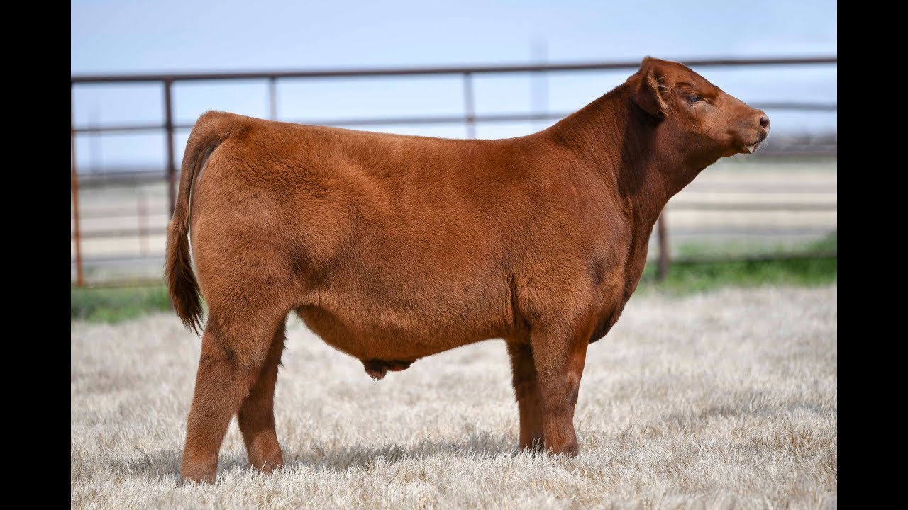 Pembrook: Lot 10 - YouTube