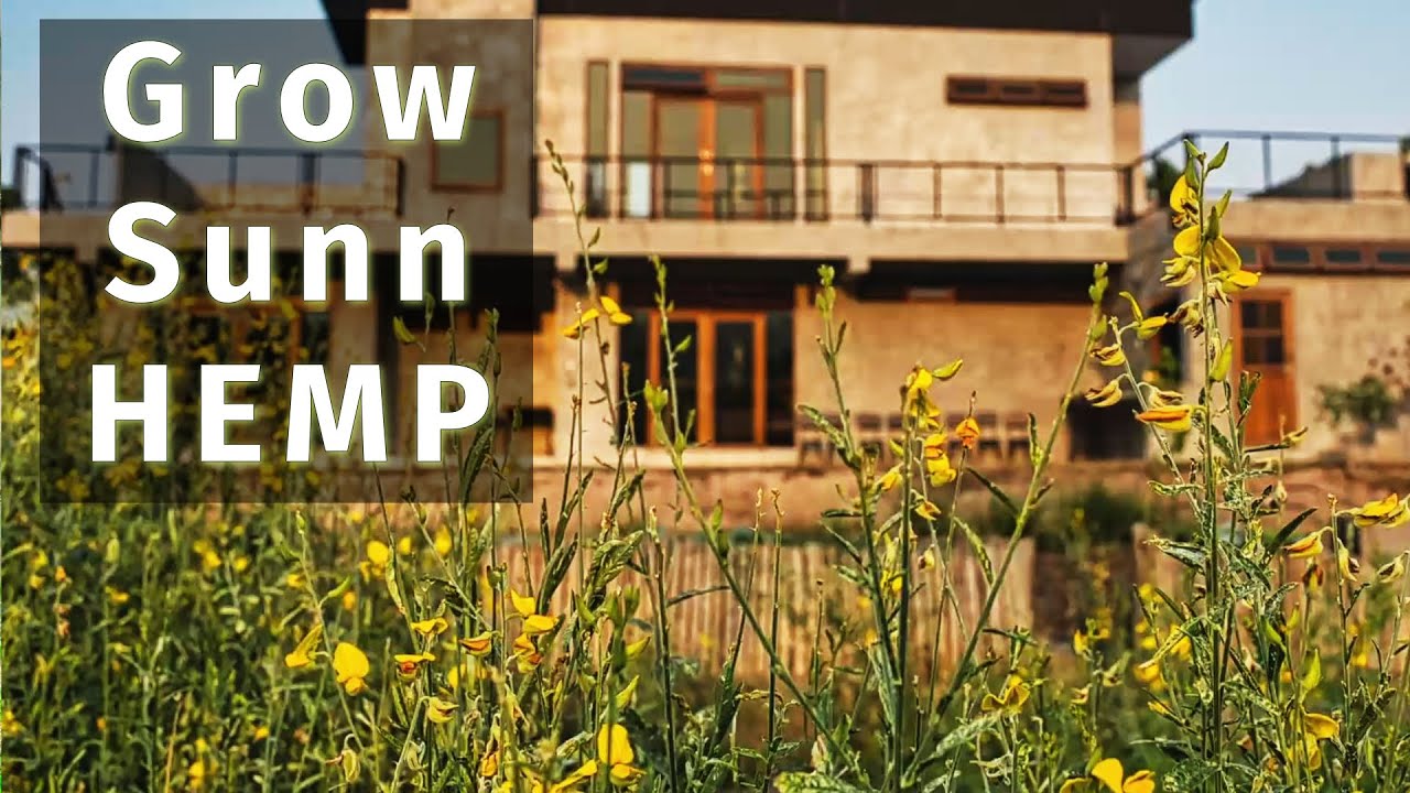 What Happens When You Grow Sunn Hemp? - YouTube
