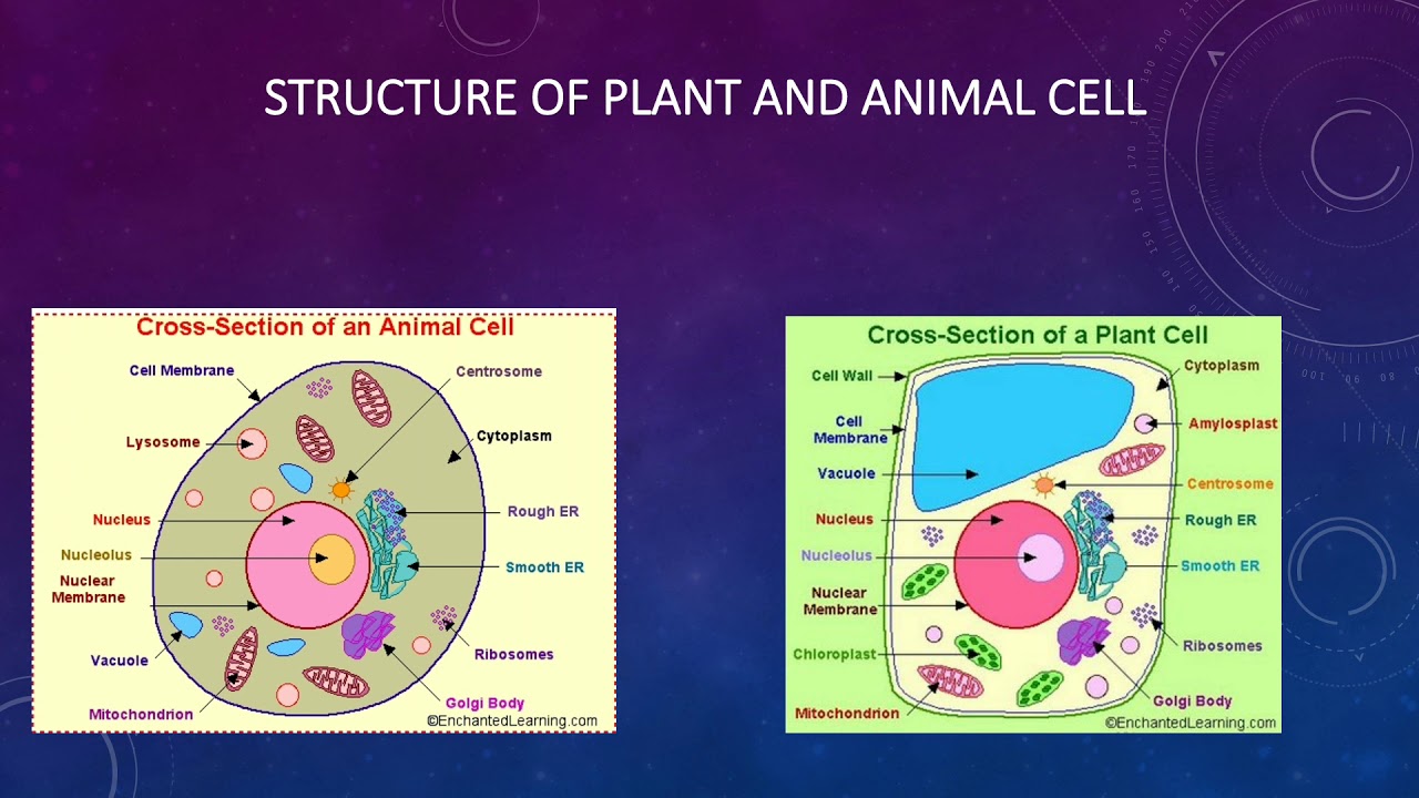 What Is Cell YouTube what-is-cell-youtube