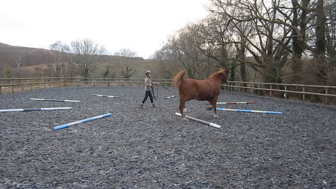 Rooster being lunged over poles by Maria - YouTube