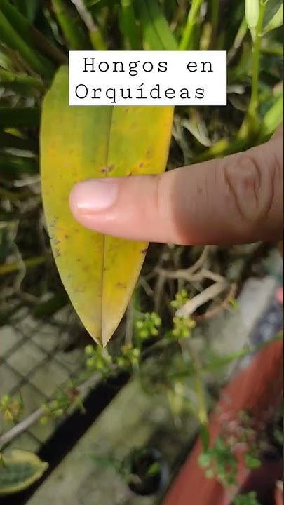 Hongos en Orquídeas - #cultivo - YouTube