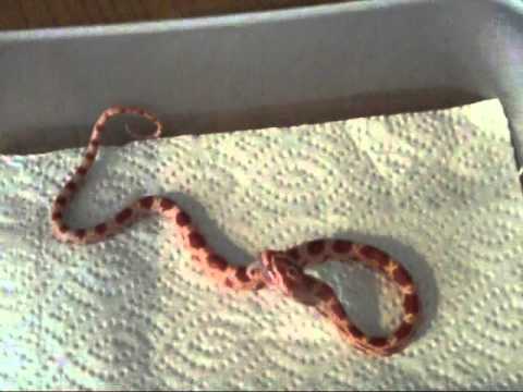 Barl a very lazy snake - YouTube