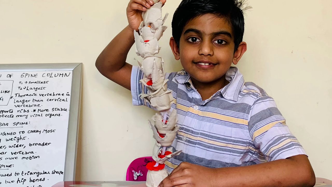 How to make Human Spine with egg cartons .Spine model for science ...
