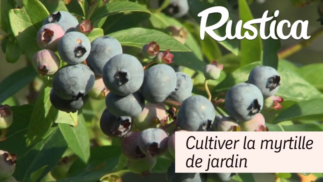 Réussir la culture de la myrtille de jardin - YouTube