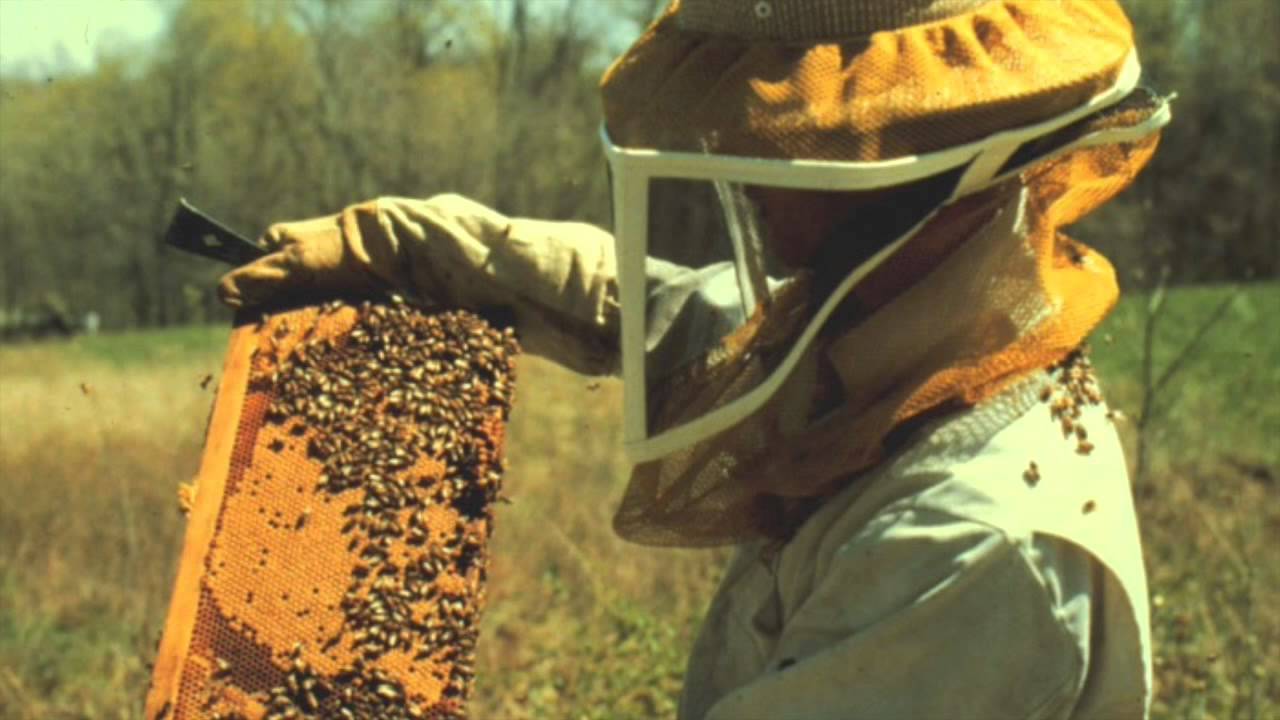 Flowers and Bees: Clarence Collison - YouTube