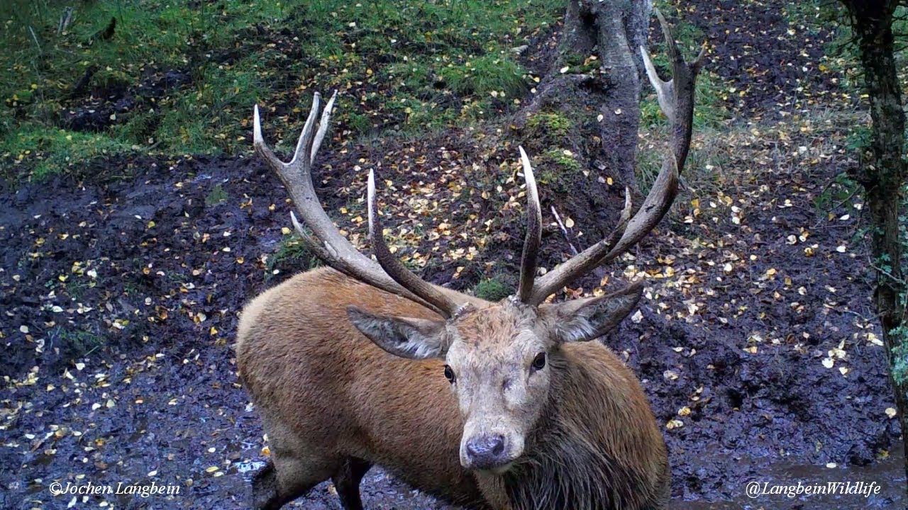 Huge Exmoor 13-point Stag Wallowing Thrashing and Roaring - YouTube