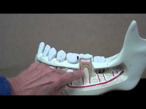 BASIC DENTAL ANATOMY - YouTube
