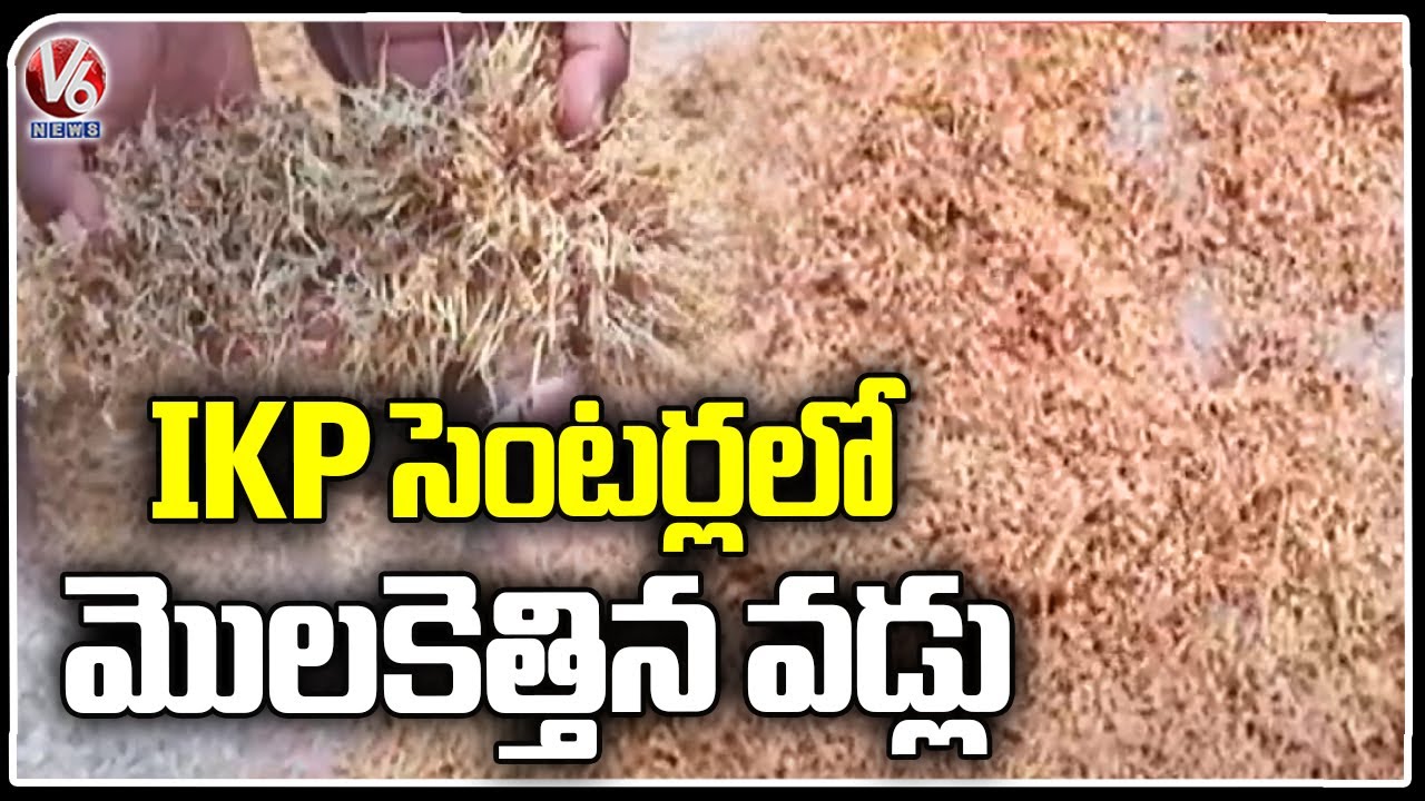 Paddy Sprouted At IKP Centers With Heavy Rains Due To Delay In Paddy ...
