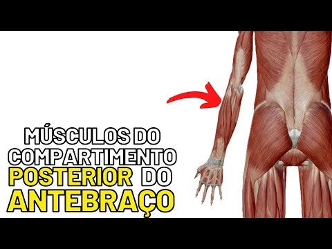 TODOS os músculos POSTERIORES do ANTEBRAÇO - Anatomia do antebraço, miologia