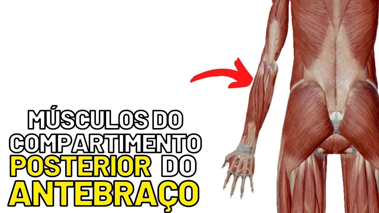 TODOS os músculos POSTERIORES do ANTEBRAÇO - Anatomia do antebraço ...