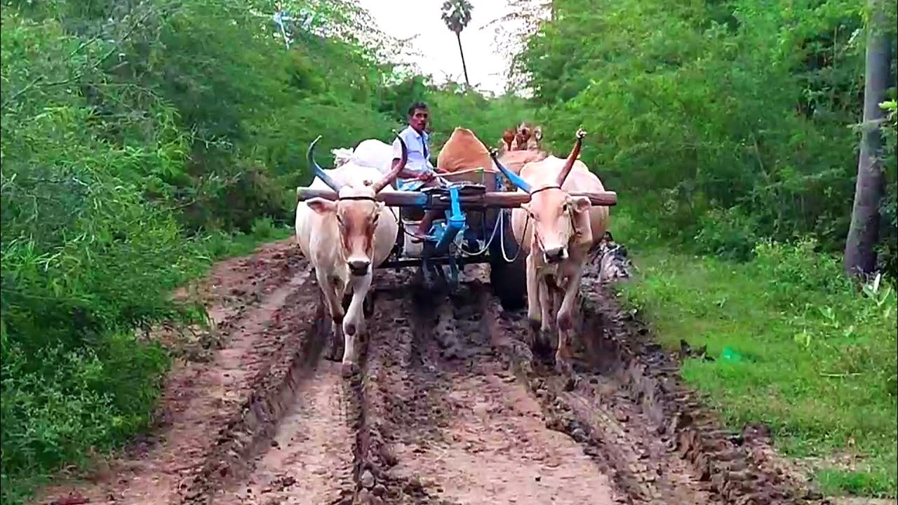 bullock cart stuck in heavy mud ride | bullock cart ride | bullock cart ...