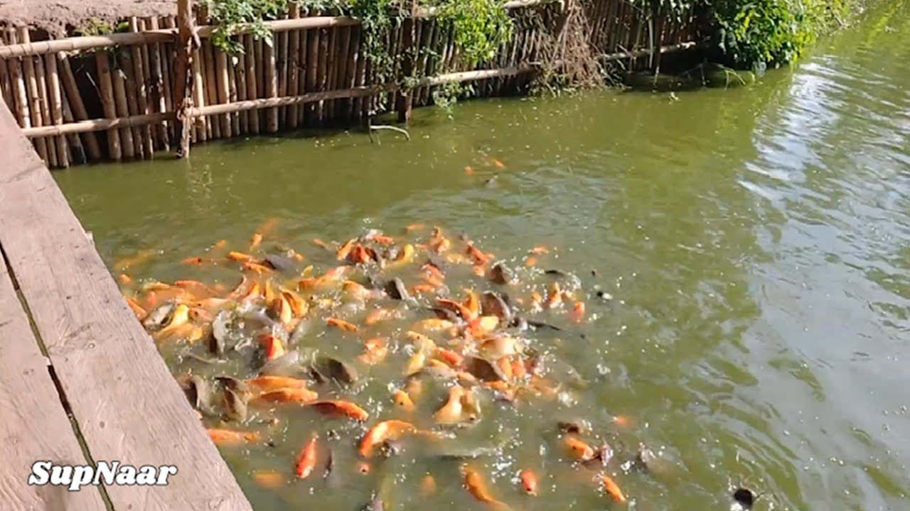 Lao Temple With Fish Pond in Laos - ໄປຊອກຫາວັດປ່າດວງຕາไปตามหาวัดป่า ...