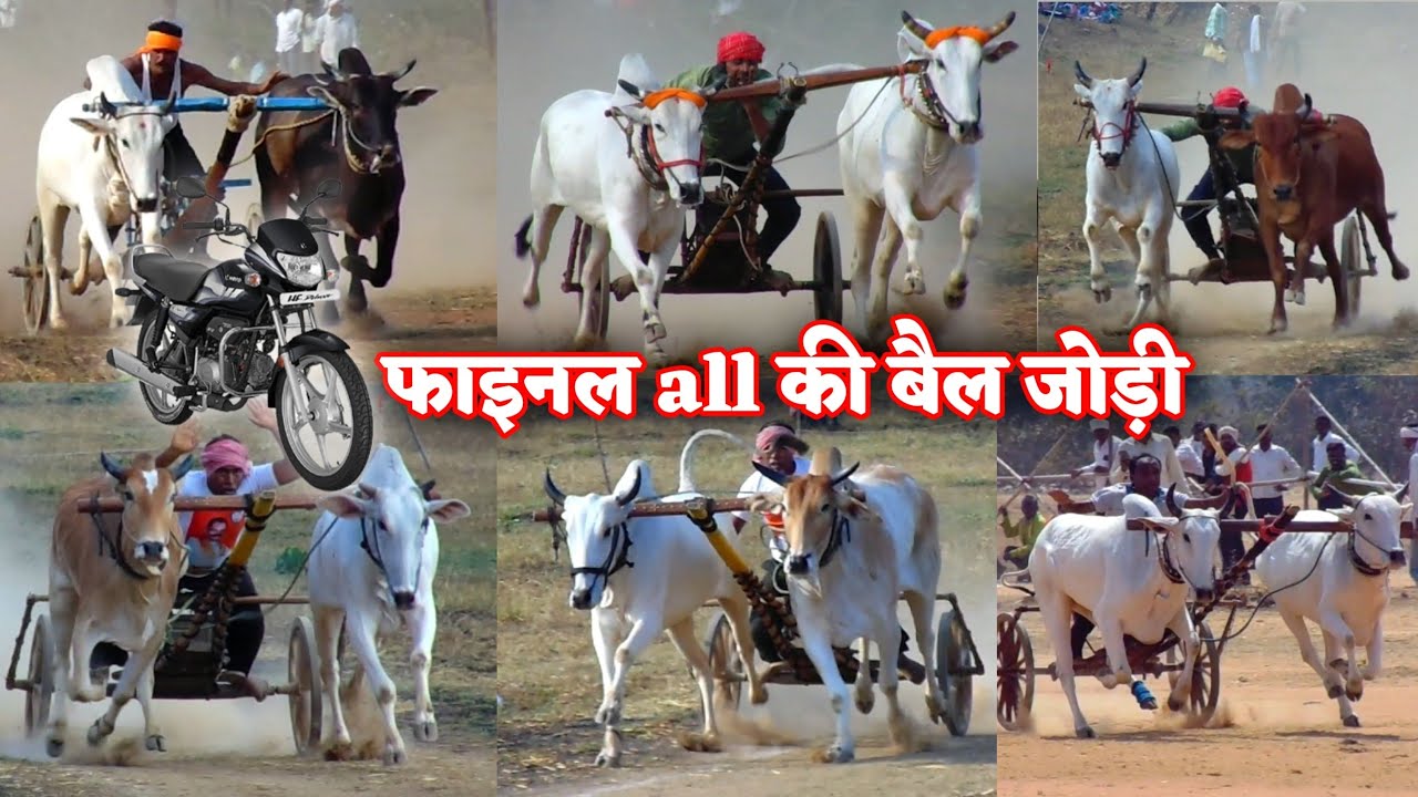 true bull Best Video Bullock Jodi Race Pat Starting Point Video pat ...