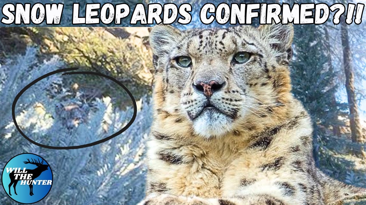 Snow Leopards Confirmed For Sundarpatan?!! | TheHunter Call Of The Wild ...
