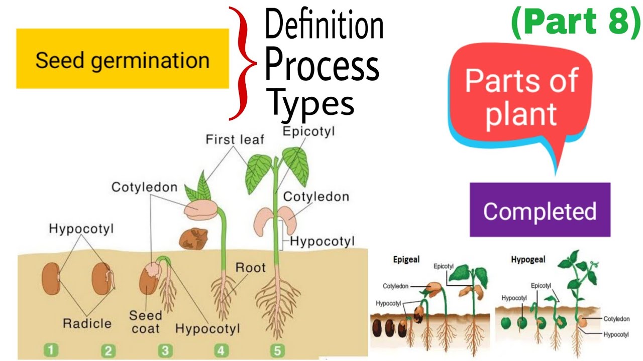 Seed germination: Definition & types with details explaination (Parts ...