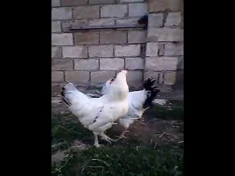 birinci avropa toyuq olimpiya oyunları, first european olympic chicken games,
