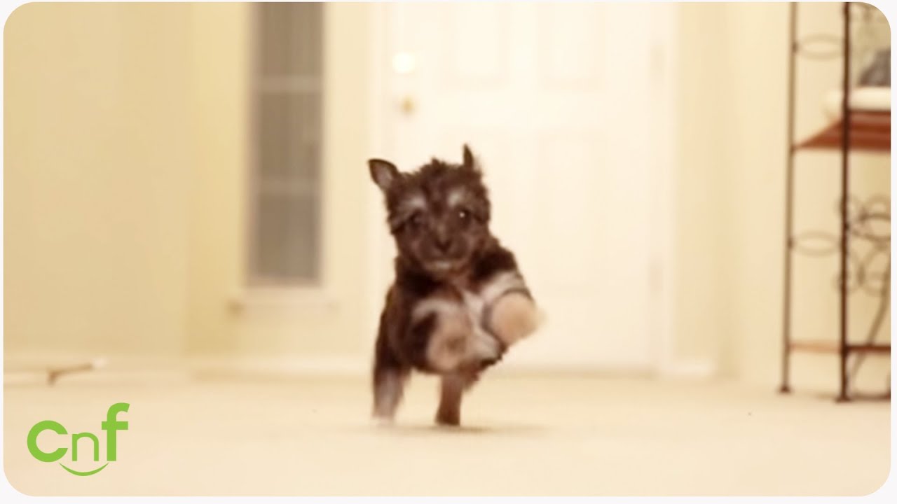 Adorable Puppy Running | Chariots of Pups - YouTube