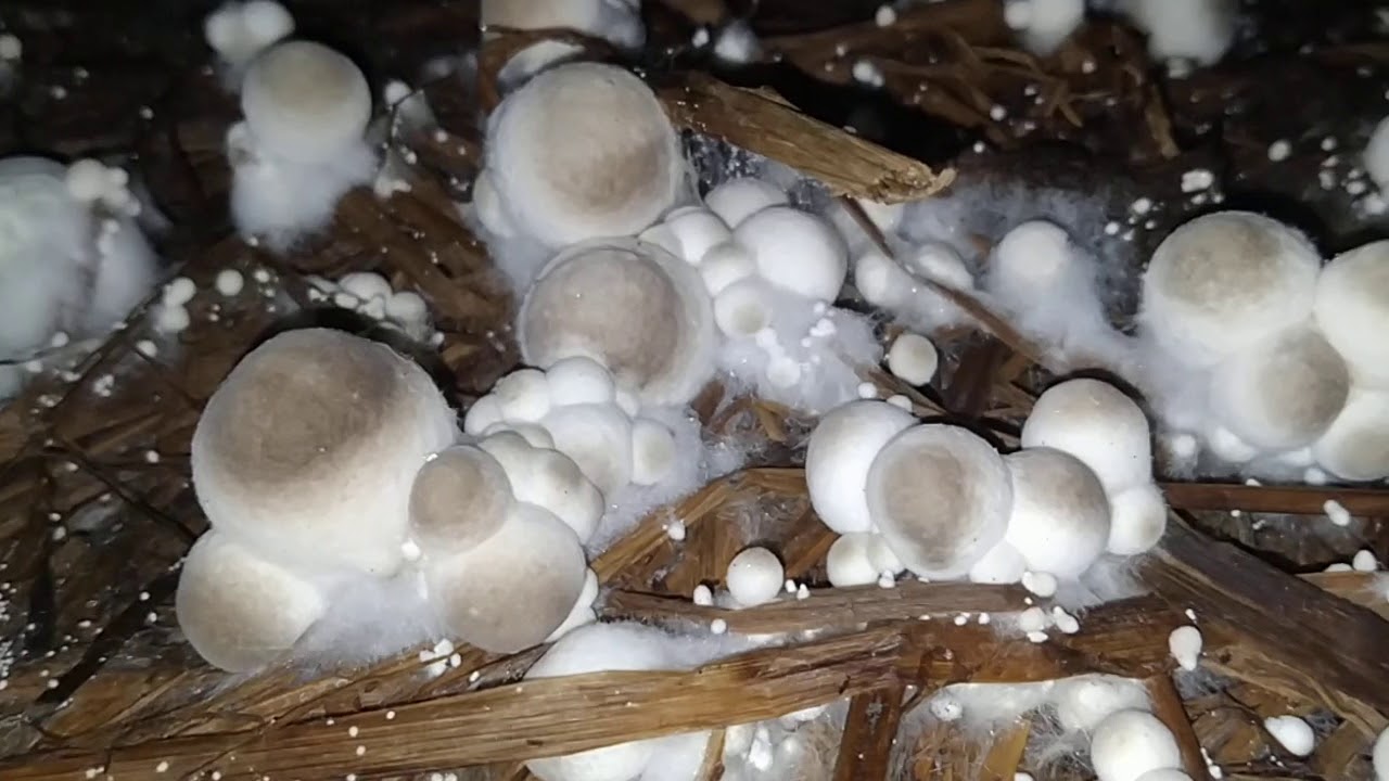 Jamur merang Semi putih..(Natural). - YouTube