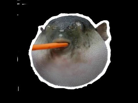 First Evolved Mega Chao in Sonic Speed Simulator?? - YouTube