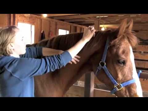 How to pull a mane - YouTube