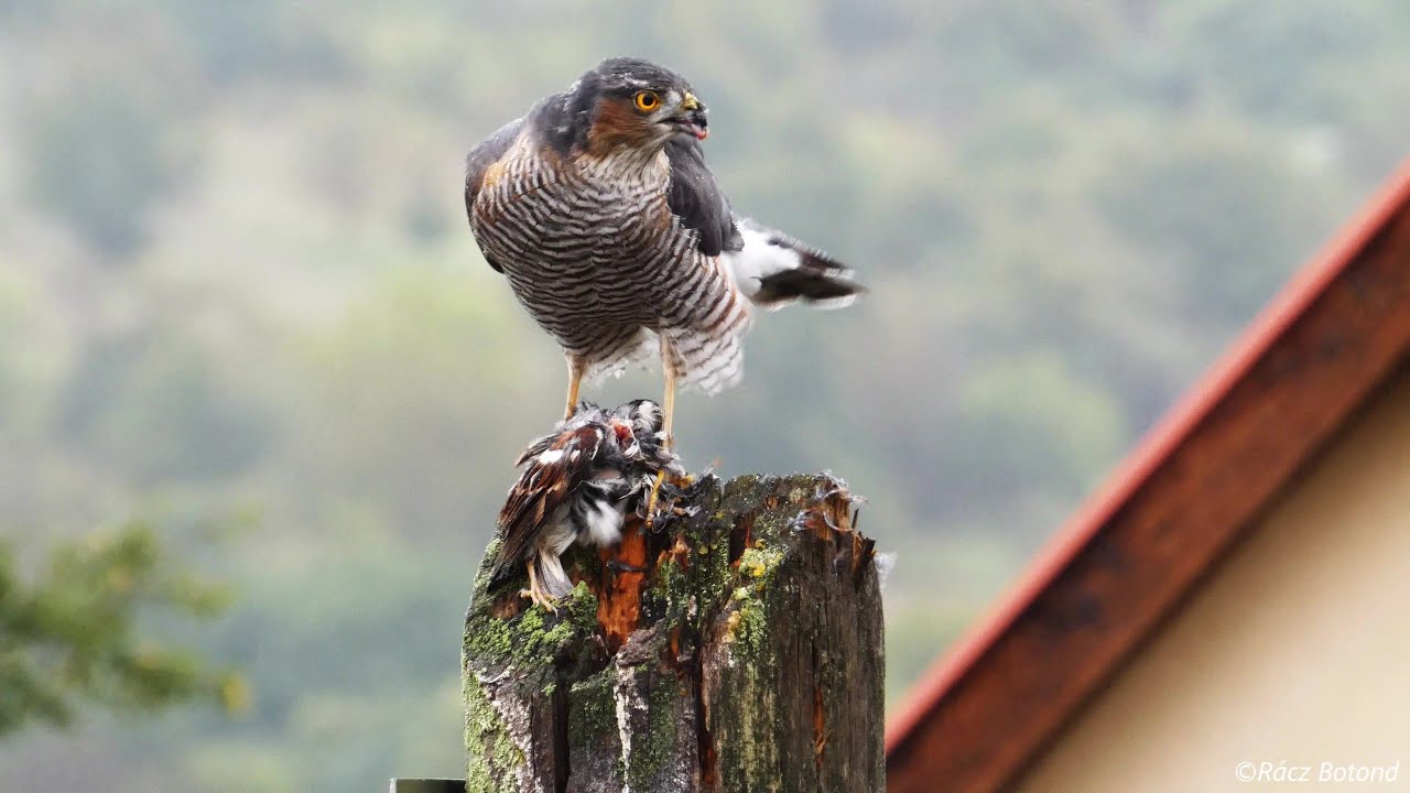Beautiful Predator Bird eats - 4K - YouTube
