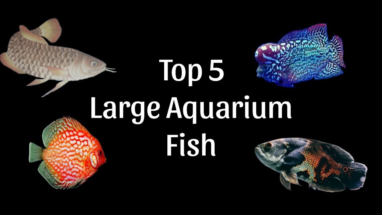 Top 5 Large Aquarium Fish for Your Tank: Best Picks for 2024 - YouTube
